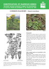 Identification of injurious weeds - GOV.UK