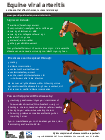 Equine viral arteritis: how to spot and report the disease - GOV.UK