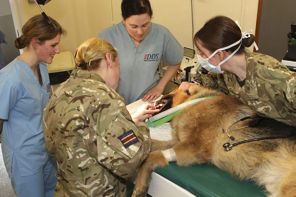 RAF dentist cures combat canine's toothache - GOV.UK