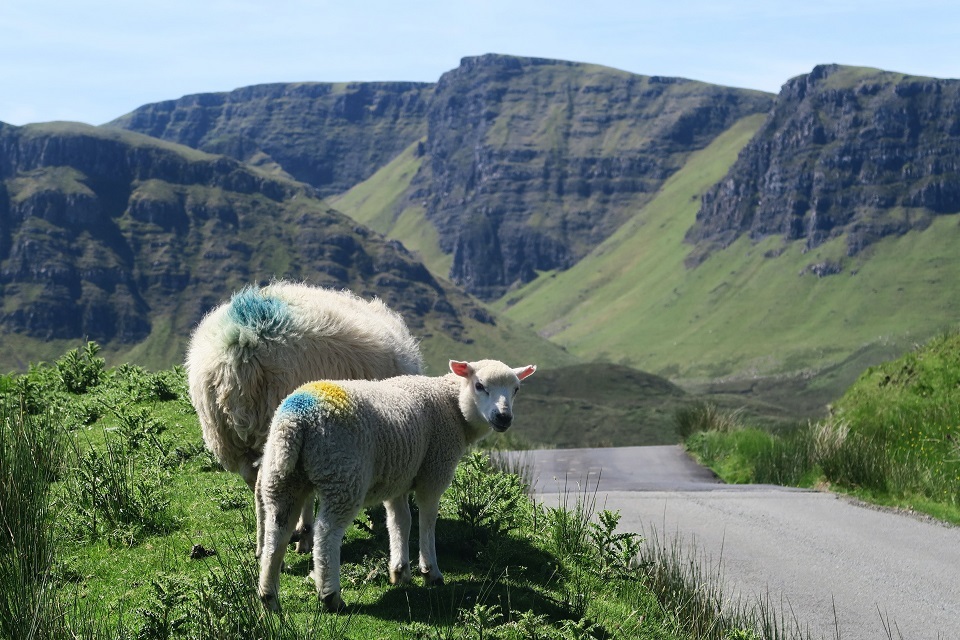 US market to open doors to Scottish lamb from 2022 - GOV.UK