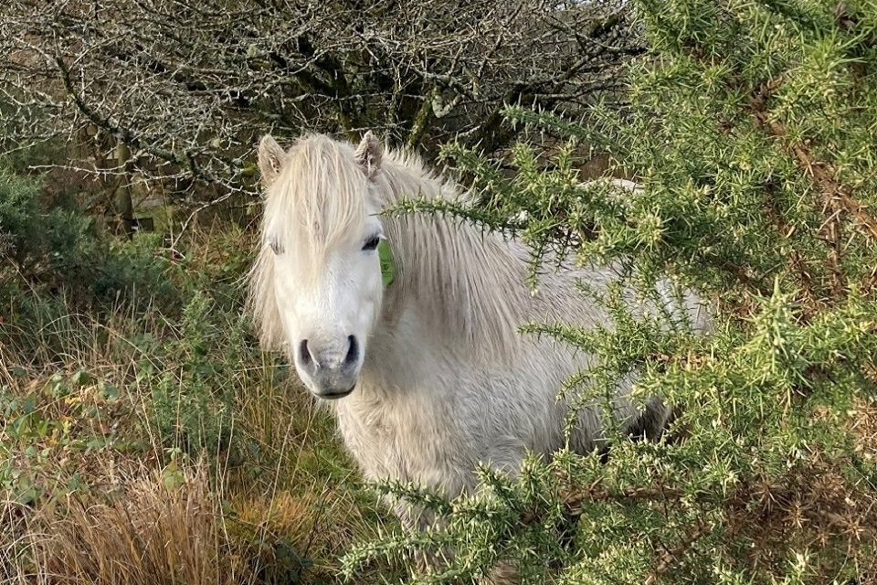 Natural England prescribes ponies and pasties to improve wellbeing - GOV.UK