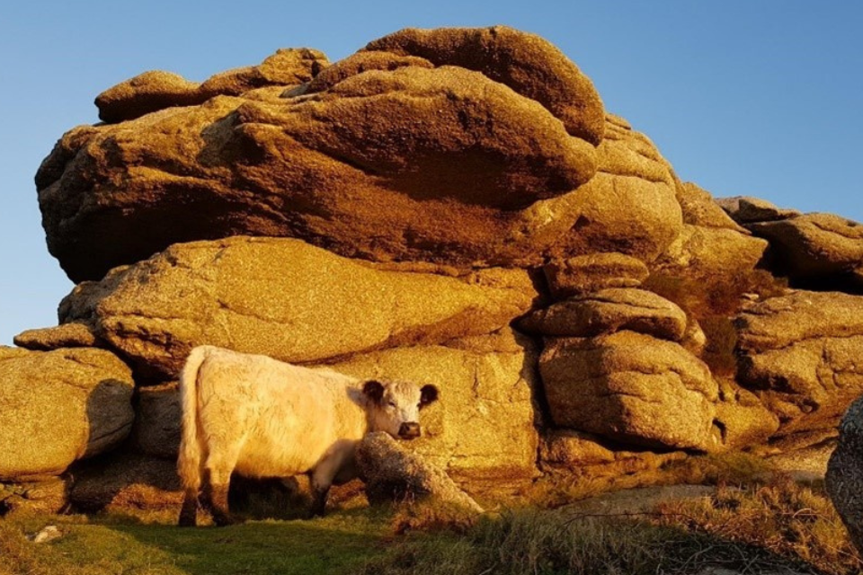One of the largest areas of lowland heath in the country set to receive ...