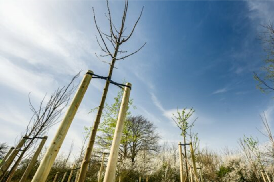 Free Forestry Training Courses: Career Change Opportunity | Mirage News