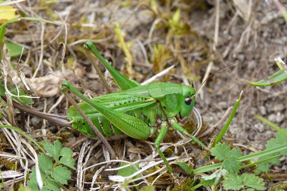 G7 Legacy Spurs Nature Recovery Projects in Cornwall | Mirage News