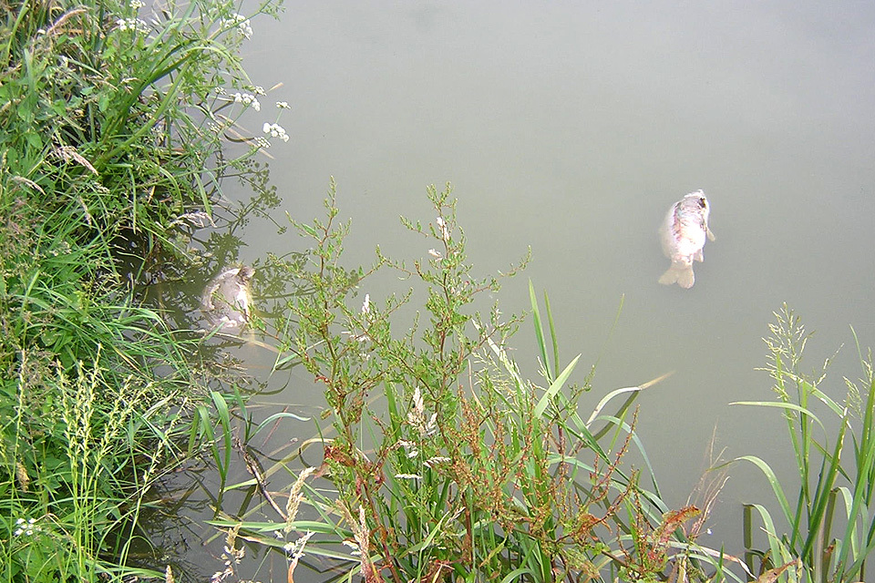 Outbreaks of Koi herpesvirus (KHV) disease in 2017 - GOV.UK