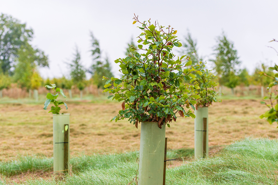 Unprecedented conservation project starts in Warwickshire - GOV.UK