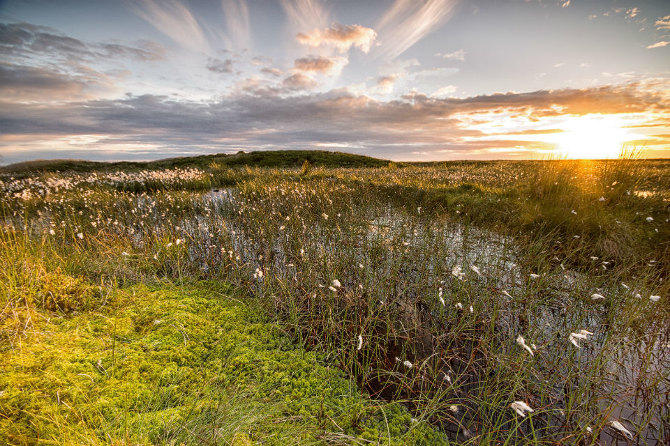 British Bog Peat