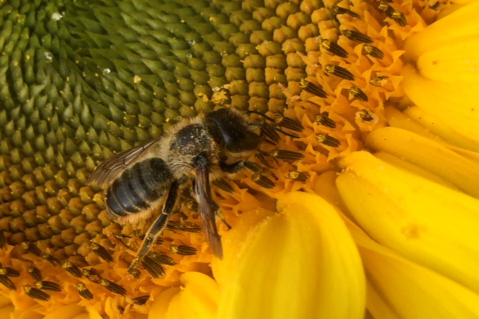 A boon for bees as Environment Agency trials pollinator project - GOV.UK