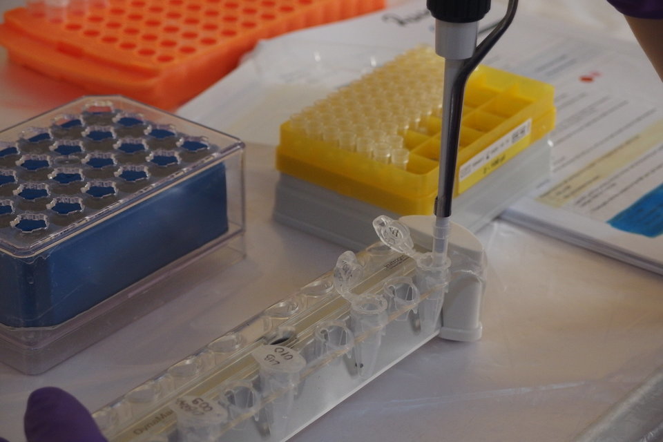 Innovative genomics tool guides response to Lassa fever outbreak - GOV.UK