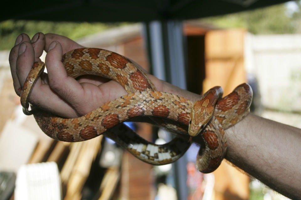 Reptiles pose a risk of salmonella infection - GOV.UK