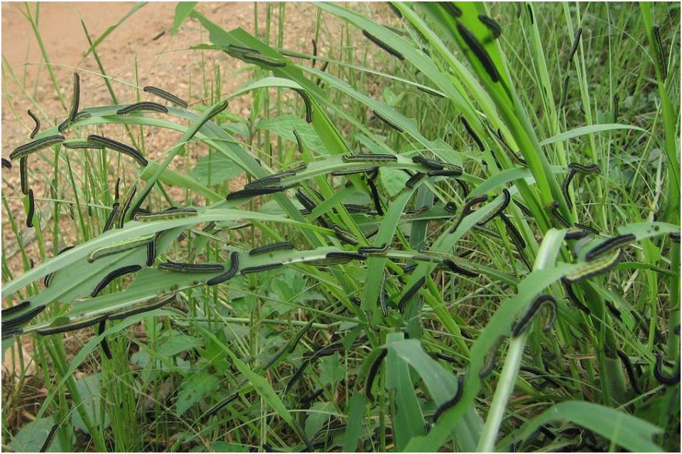 DFID Research: Armyworms- fighting in the fields - GOV.UK