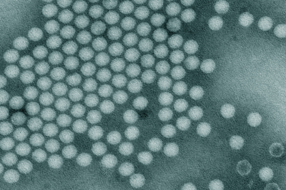 Polio vaccine recommendations updated for travellers from the UK - GOV.UK