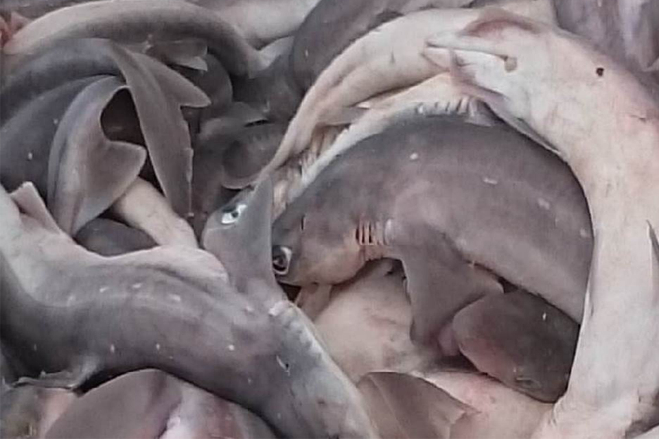 Spurdog (picked dogfish) by-catch avoidance programme - GOV.UK