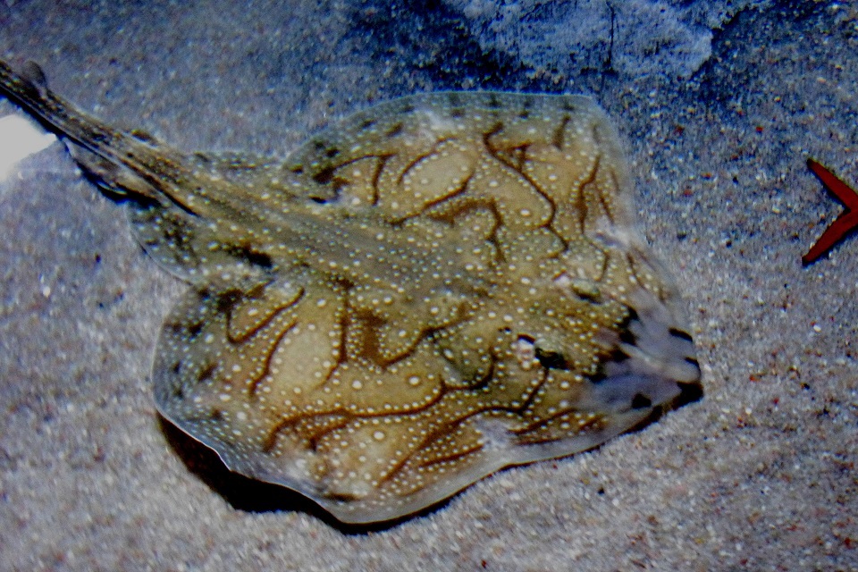 26 tonnes of undulate ray quota opened to English vessels - GOV.UK