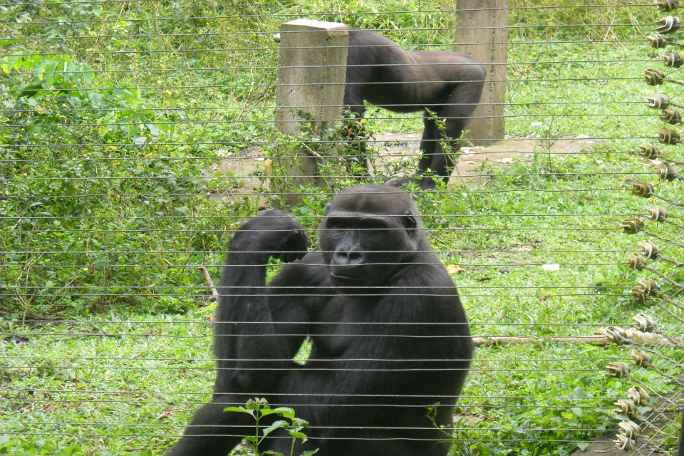 Ape Action Africa rescues Cameroon's wildlife - GOV.UK