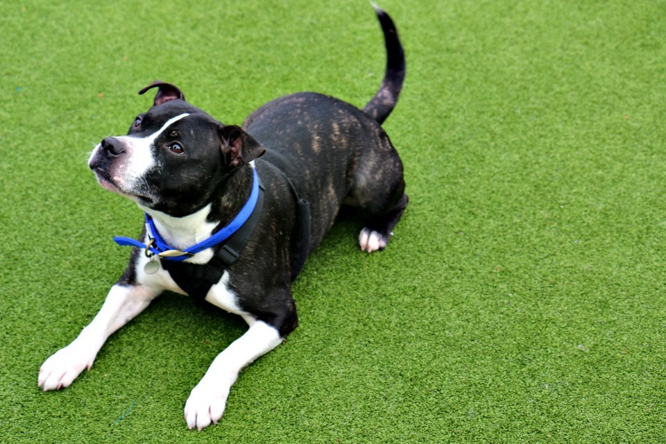 One month left to chip your dog - GOV.UK