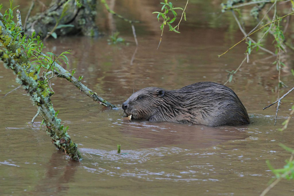 Natural England approves trial release of beavers - GOV.UK
