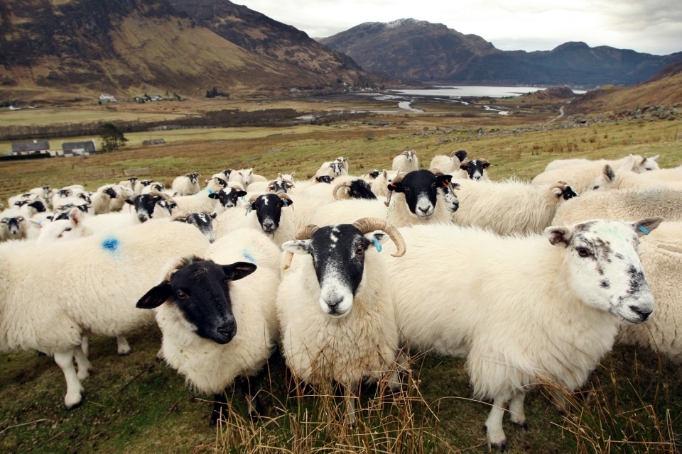 UK Government extends guarantee for Scottish farmers and crofters - GOV.UK