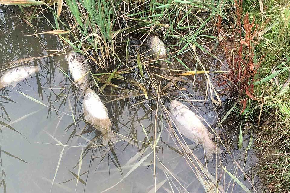 Koi herpesvirus disease outbreak confirmed in Derbyshire - GOV.UK