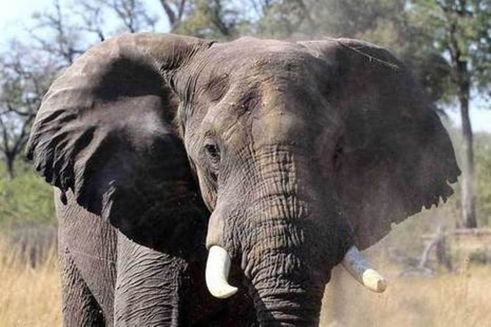 Wildlife conservation, a key to diversification - GOV.UK