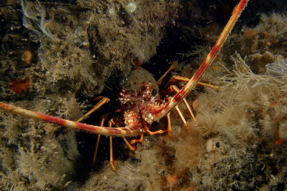 New protections for lobster stocks - GOV.UK