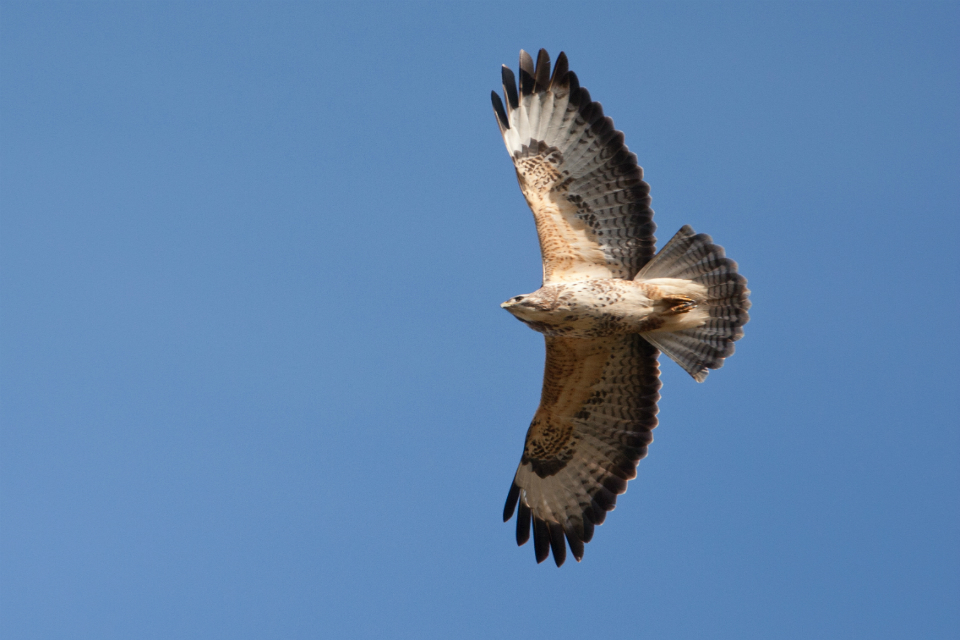 New raptor persecution maps to help tackle wildlife crime - GOV.UK
