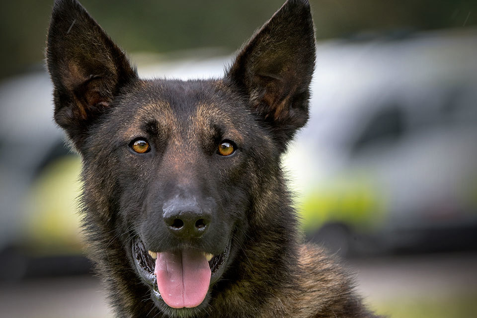 Explosive detection dogs introduced in British airports to screen cargo ...