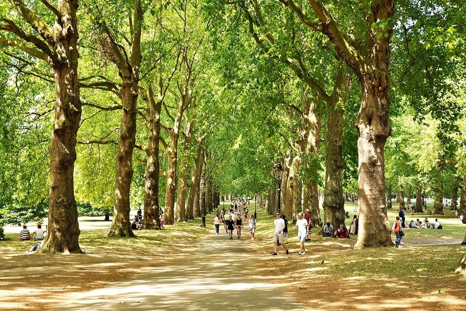 Tree Champion: we must preserve our urban trees - GOV.UK