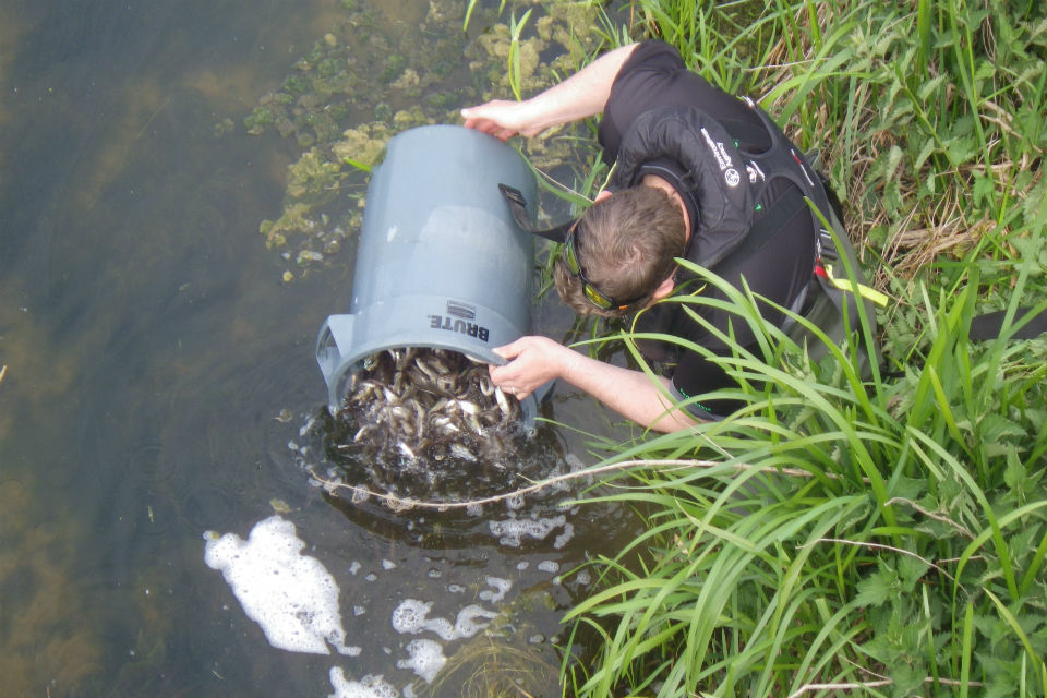 34,000 fish reintroduced into River Witham in Lincolnshire - GOV.UK