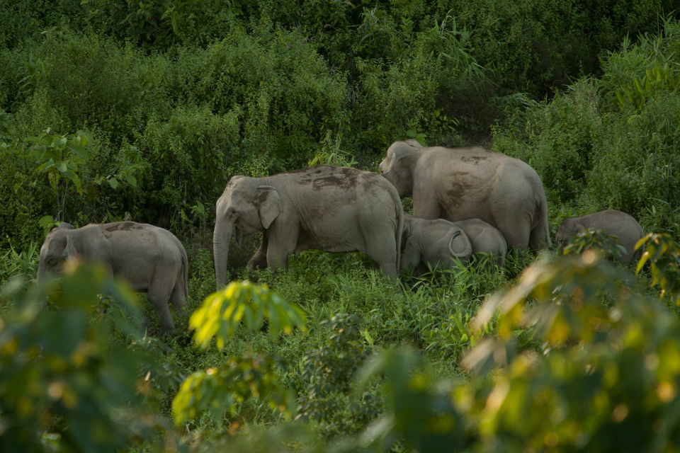 World Elephant Day: UK gives a helping hand to iconic mammals - GOV.UK