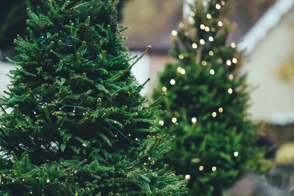 Recycle or replant your tree for a greener Christmas - GOV.UK