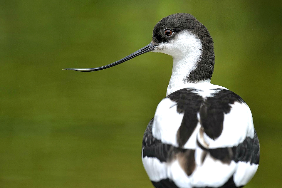New protections for thousands of seabirds - GOV.UK