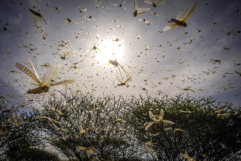 UK supercomputer to combat Africa’s worst locust outbreak in decades ...