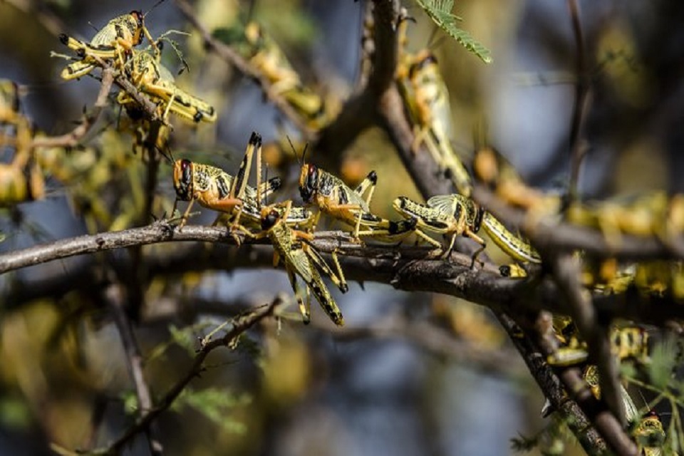 Somalia and Somaliland to benefit from new UK support to tackle locusts ...