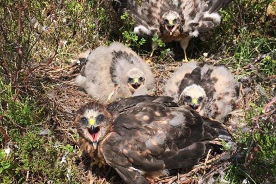 A record-breaking year for hen harrier breeding - GOV.UK