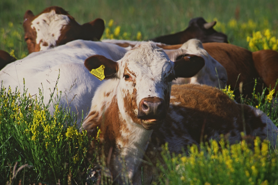 2020 badger control licences published - GOV.UK