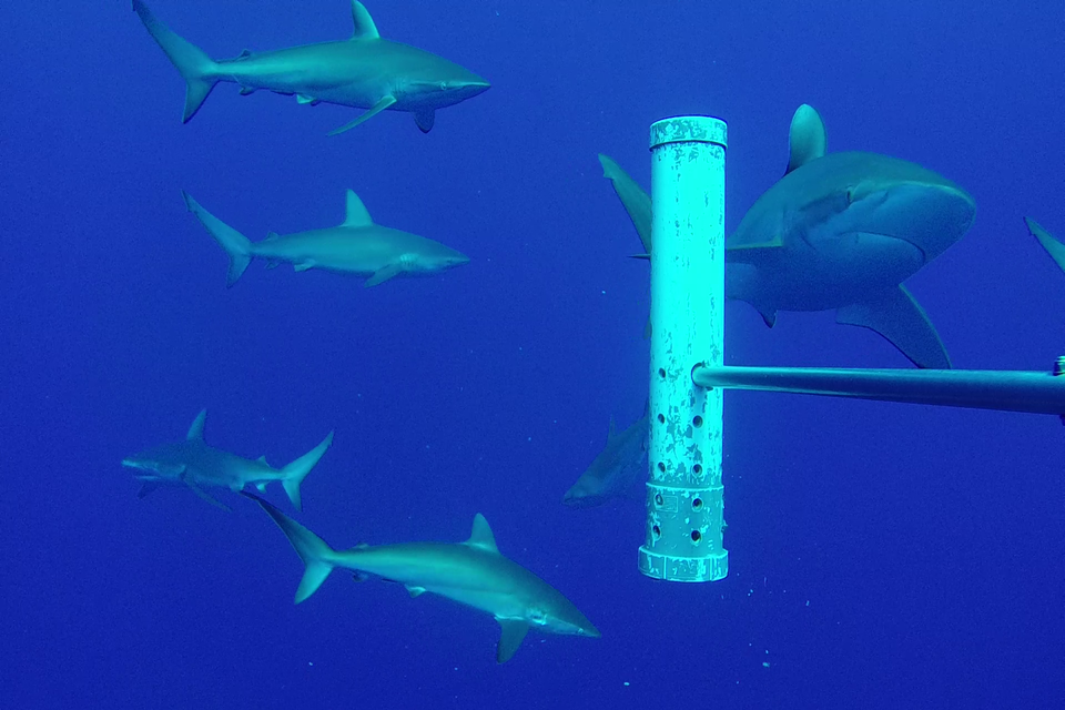 Fish eye lenses: UK launches world’s largest ocean monitoring system to ...