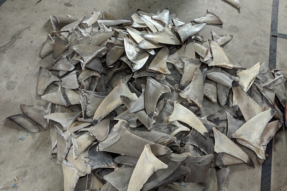 Government to introduce world-leading ban on shark fin trade - GOV.UK