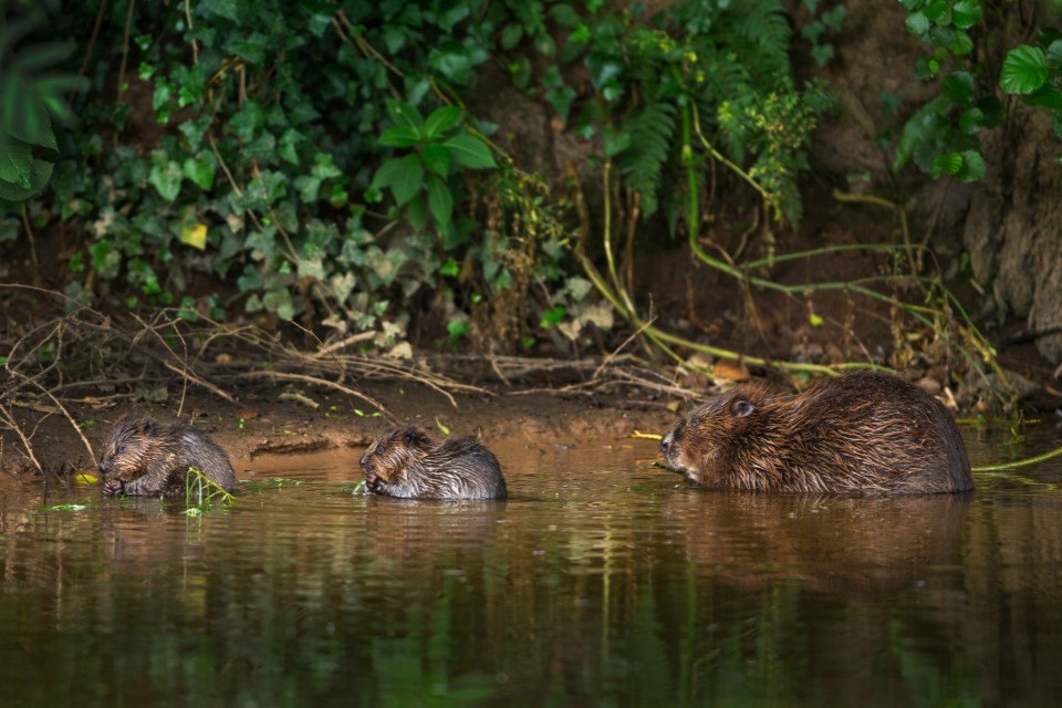Landmark consultation launched on the reintroduction of beavers in ...