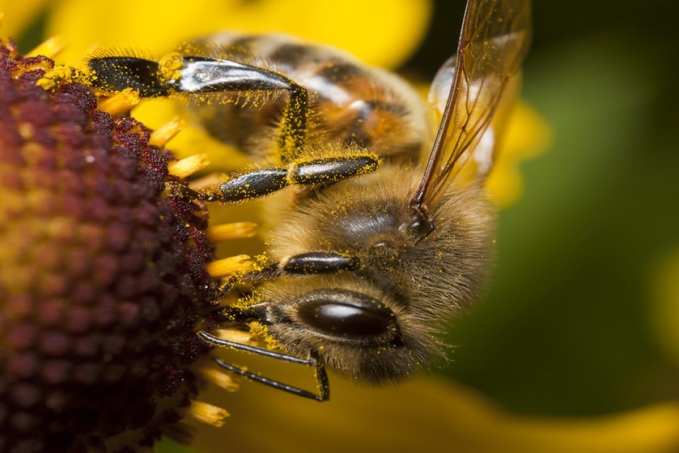 A boost for bees as Defra works with beekeepers to implement the ...