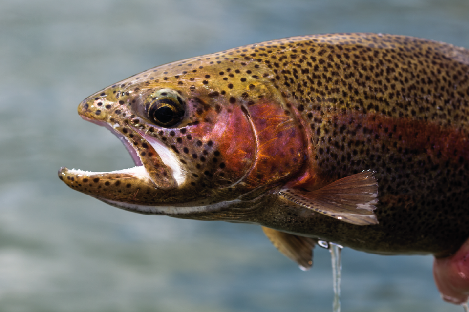 Recommendation on rainbow trout is upheld - GOV.UK