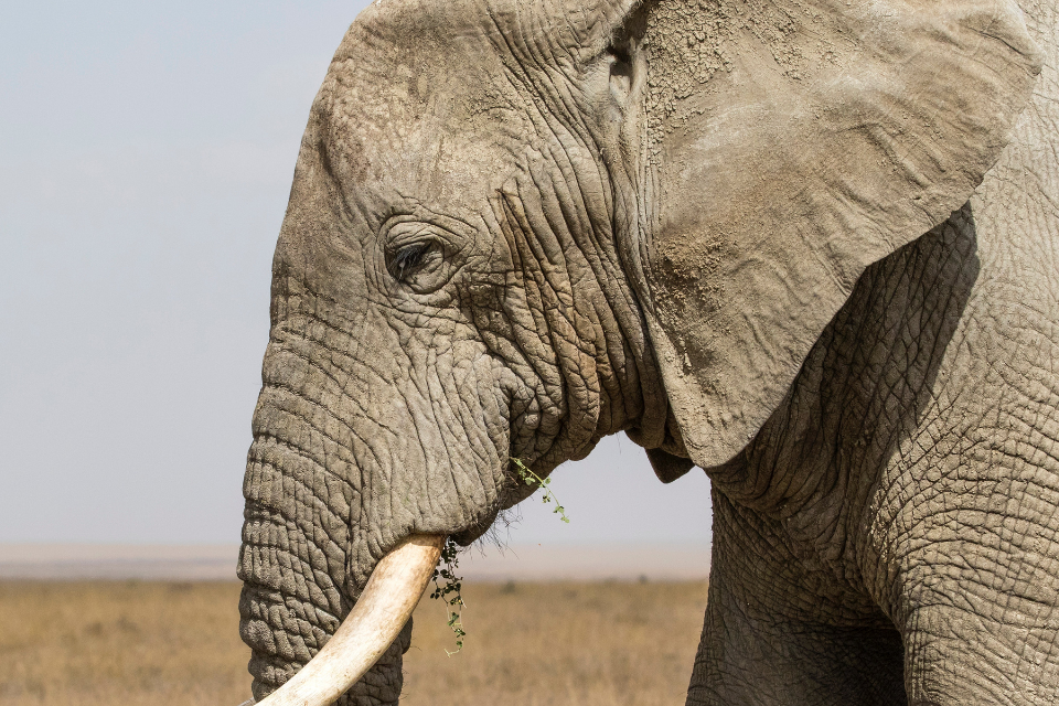 Cruel trade in ivory to be illegal from today as world leading ban ...