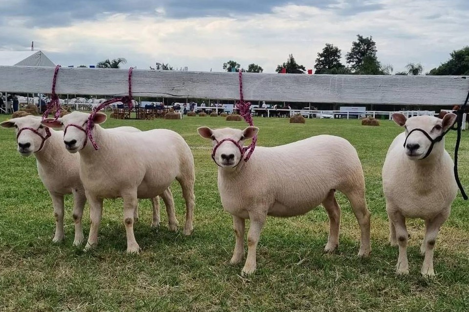 Historic import of British sheep genetics to Paraguay - GOV.UK