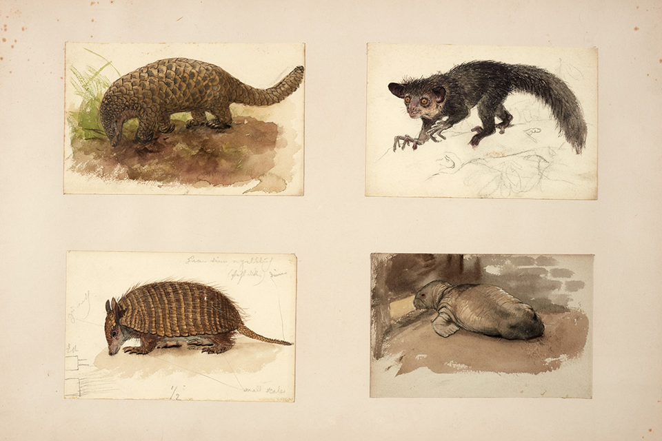 Outstanding collection of Joseph Wolf animal drawings at risk of ...