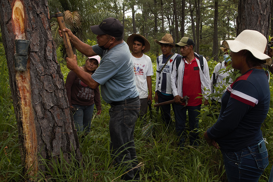 UK collaborates with Mexico to reduce deforestation - GOV.UK