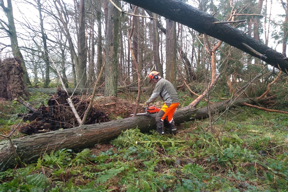 New powers to crack down on illegal tree felling - GOV.UK