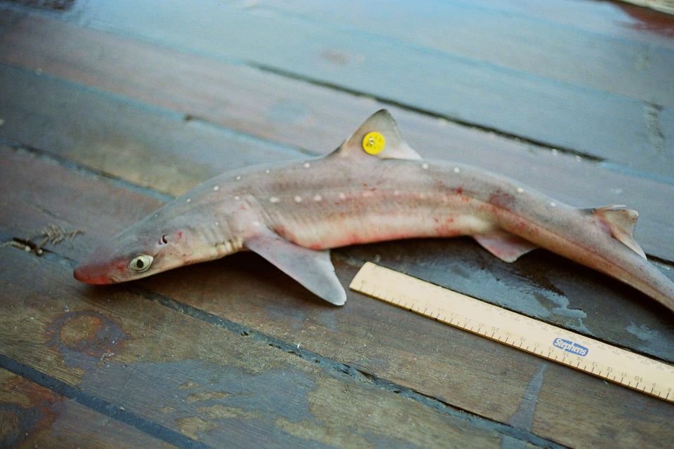 Spurdog fishing returns to UK waters after stock recovers - GOV.UK