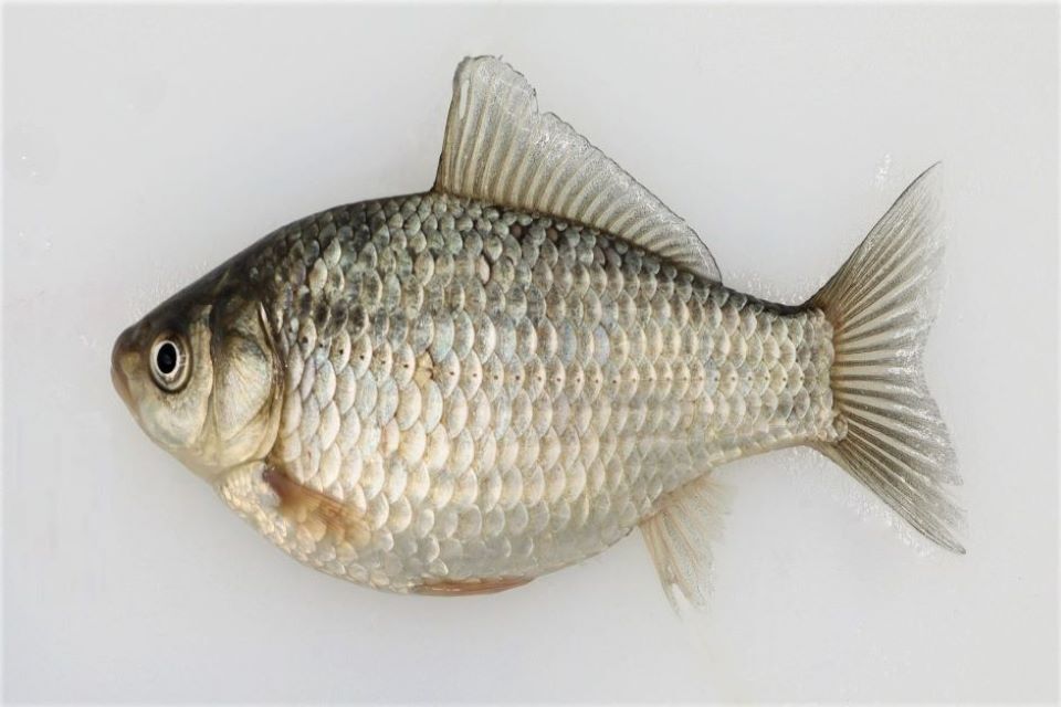 Prussian Carp