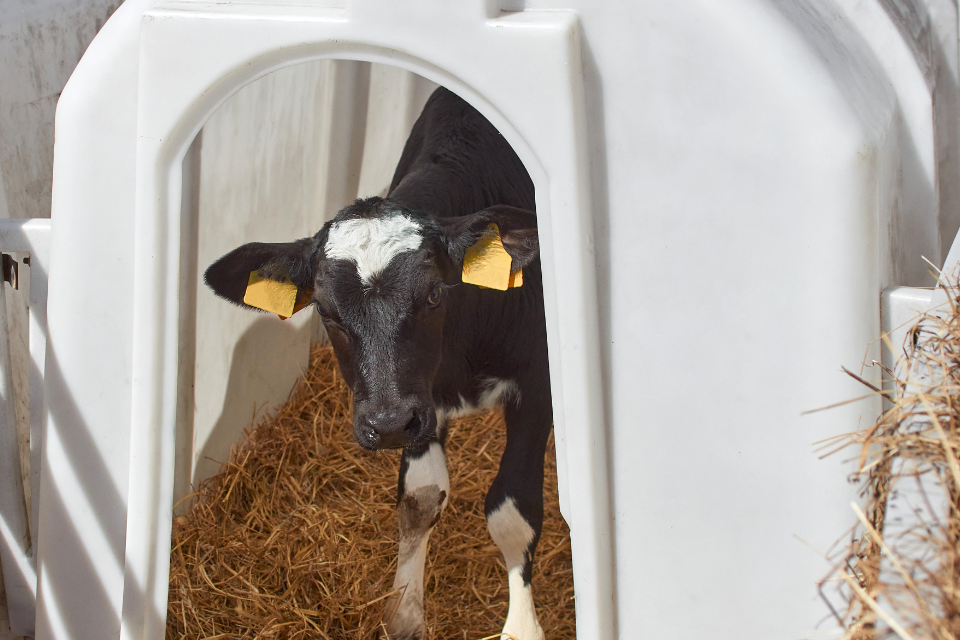 Further funding for livestock farmers to improve animal health and ...