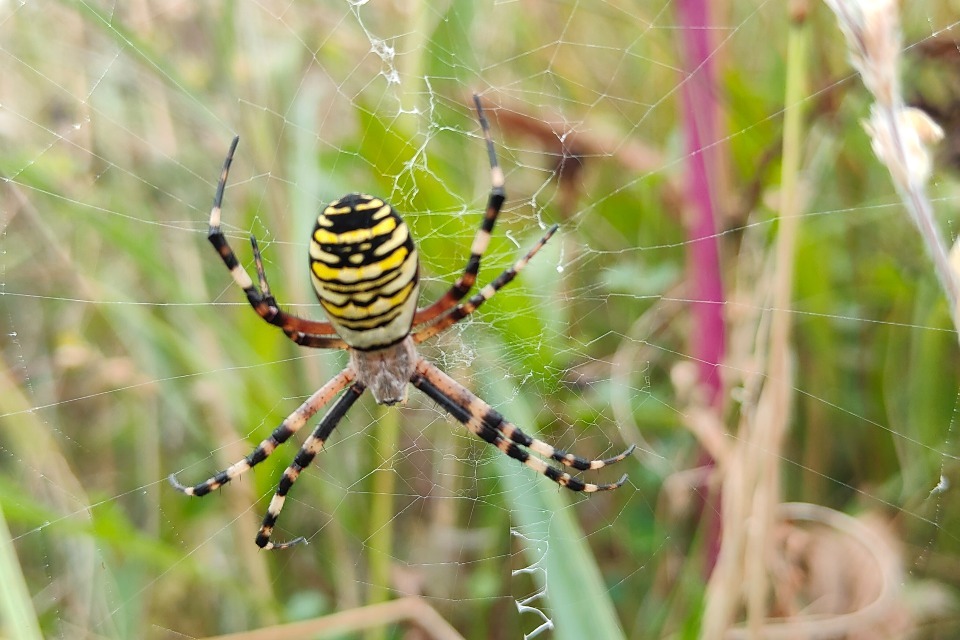 Spooky species lurking on Salisbury Plain Training Area - GOV.UK